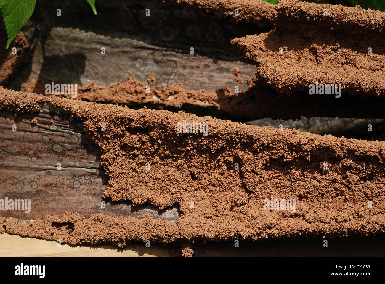 termite on tree wood Stock Photo - Alamy