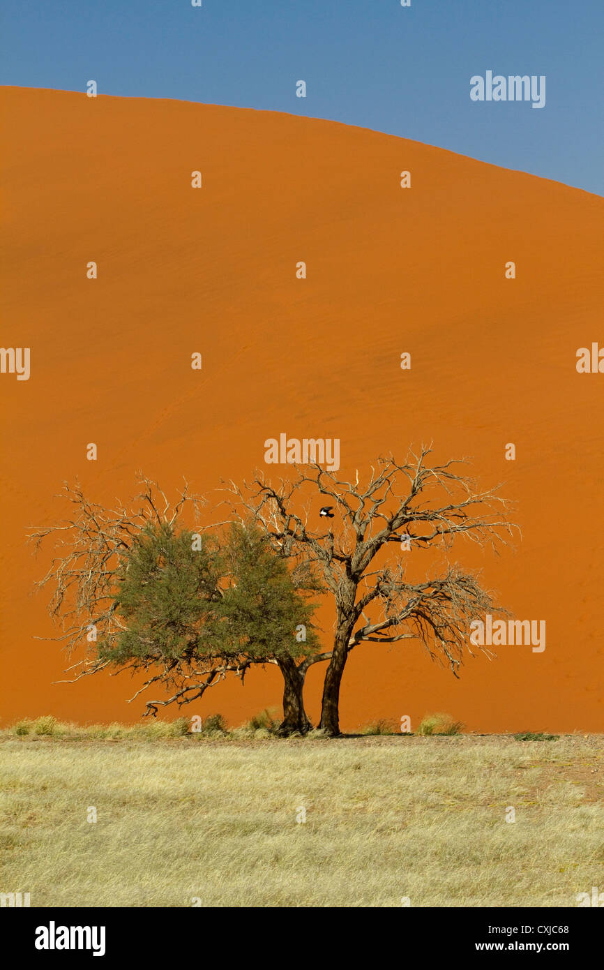 The famous dune 45 at Sossusvlei National Park, in Namibia Stock Photo ...