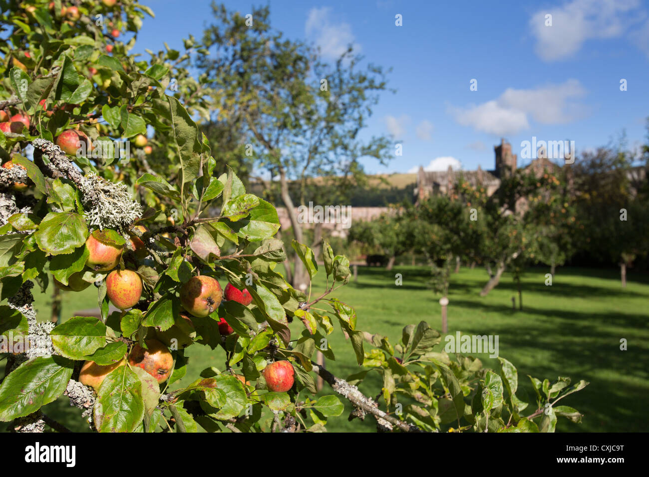 Town of Melrose, Scotland. Picturesque view of apple trees in Priorwood ...