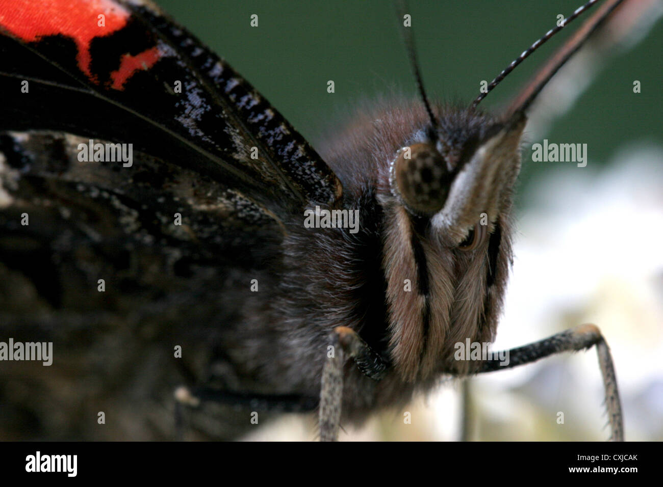 Close-up of a butterfly Stock Photo - Alamy
