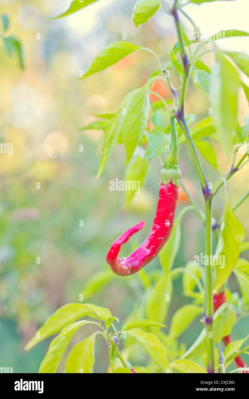 Chile rojo hi-res stock photography and images - Alamy