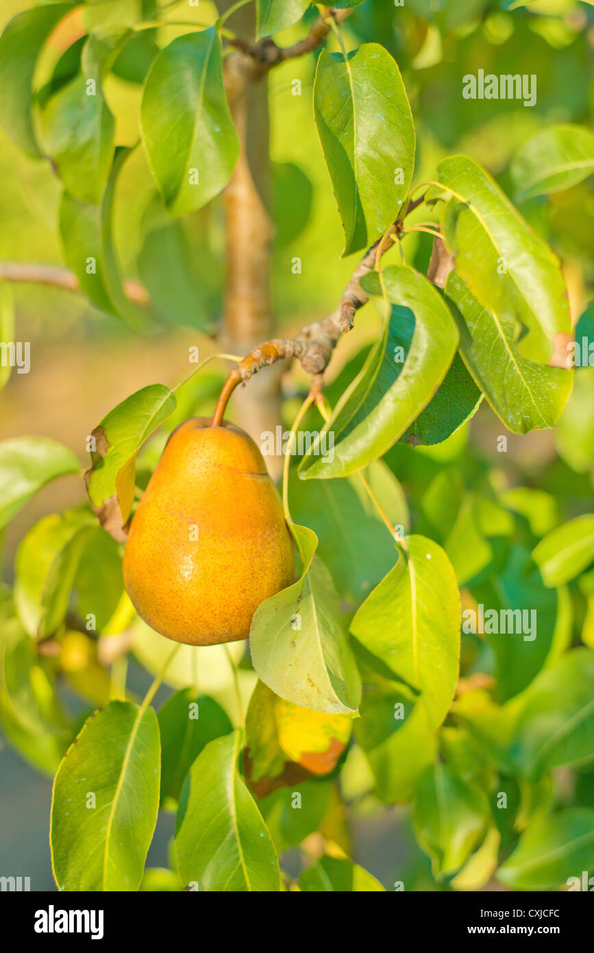 A juicy ripe golden pear Stock Photo - Alamy