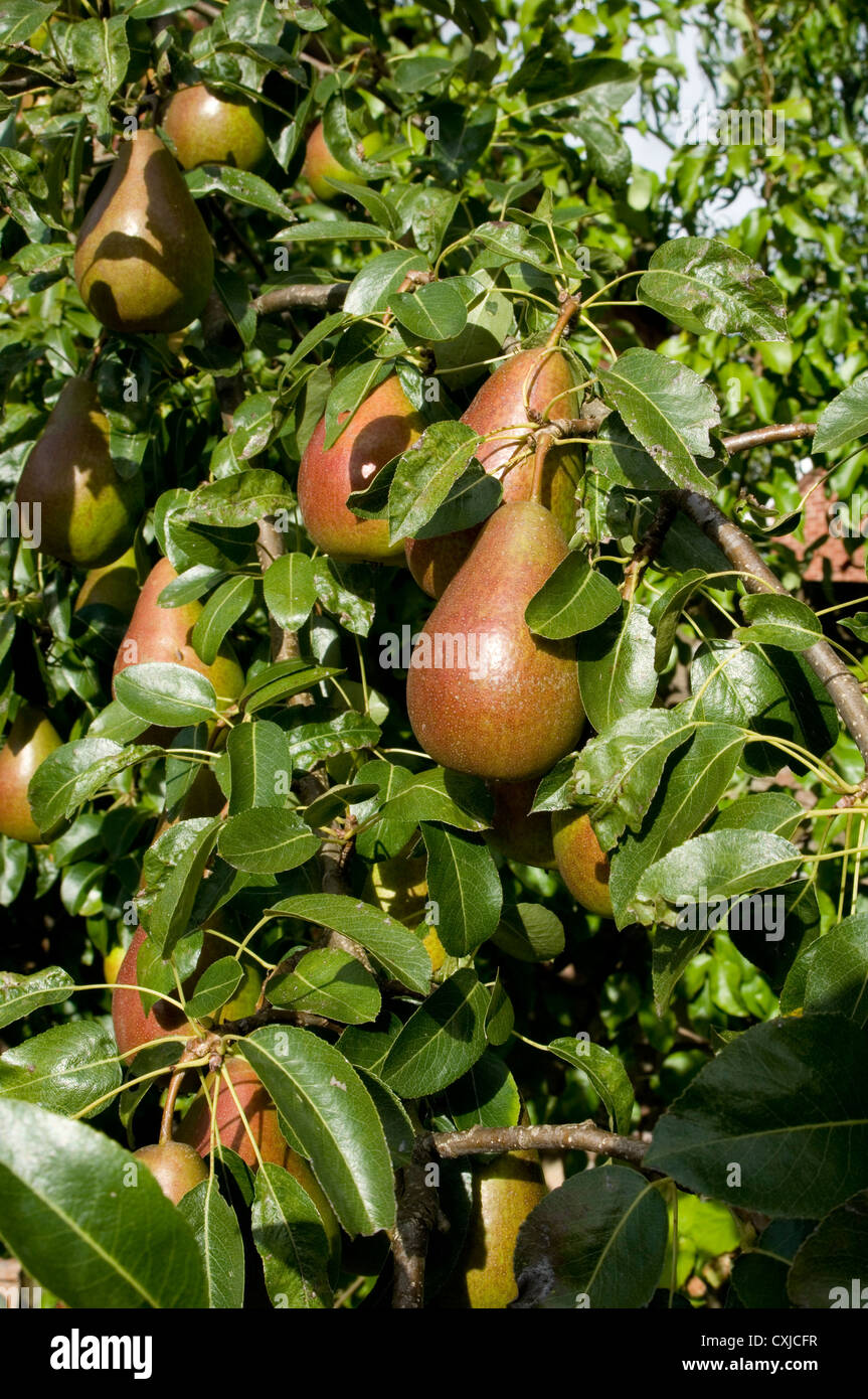 Peartrees High Resolution Stock Photography and Images - Alamy