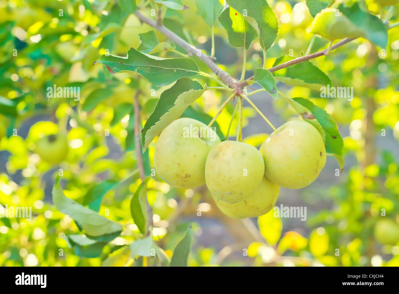 Green apples on a tree Stock Photo - Alamy