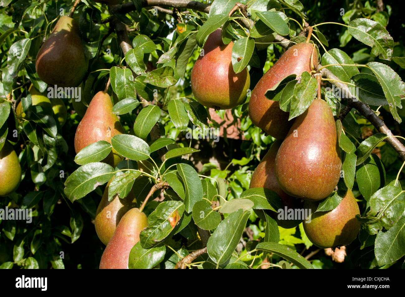 Peartrees High Resolution Stock Photography and Images - Alamy
