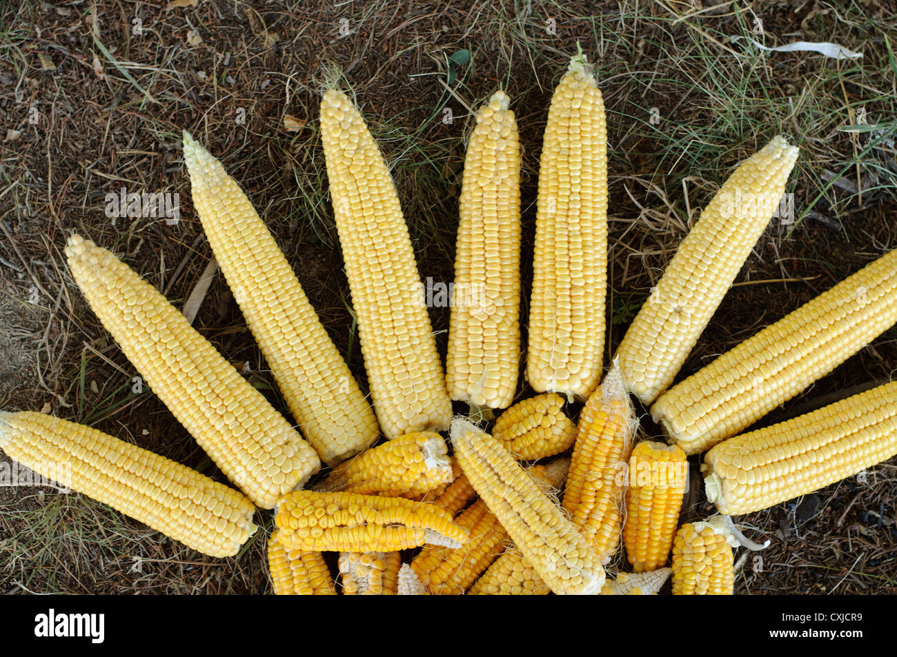 Different types of maize hi-res stock photography and images - Alamy