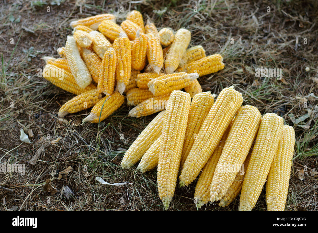Types of corn hi-res stock photography and images - Alamy