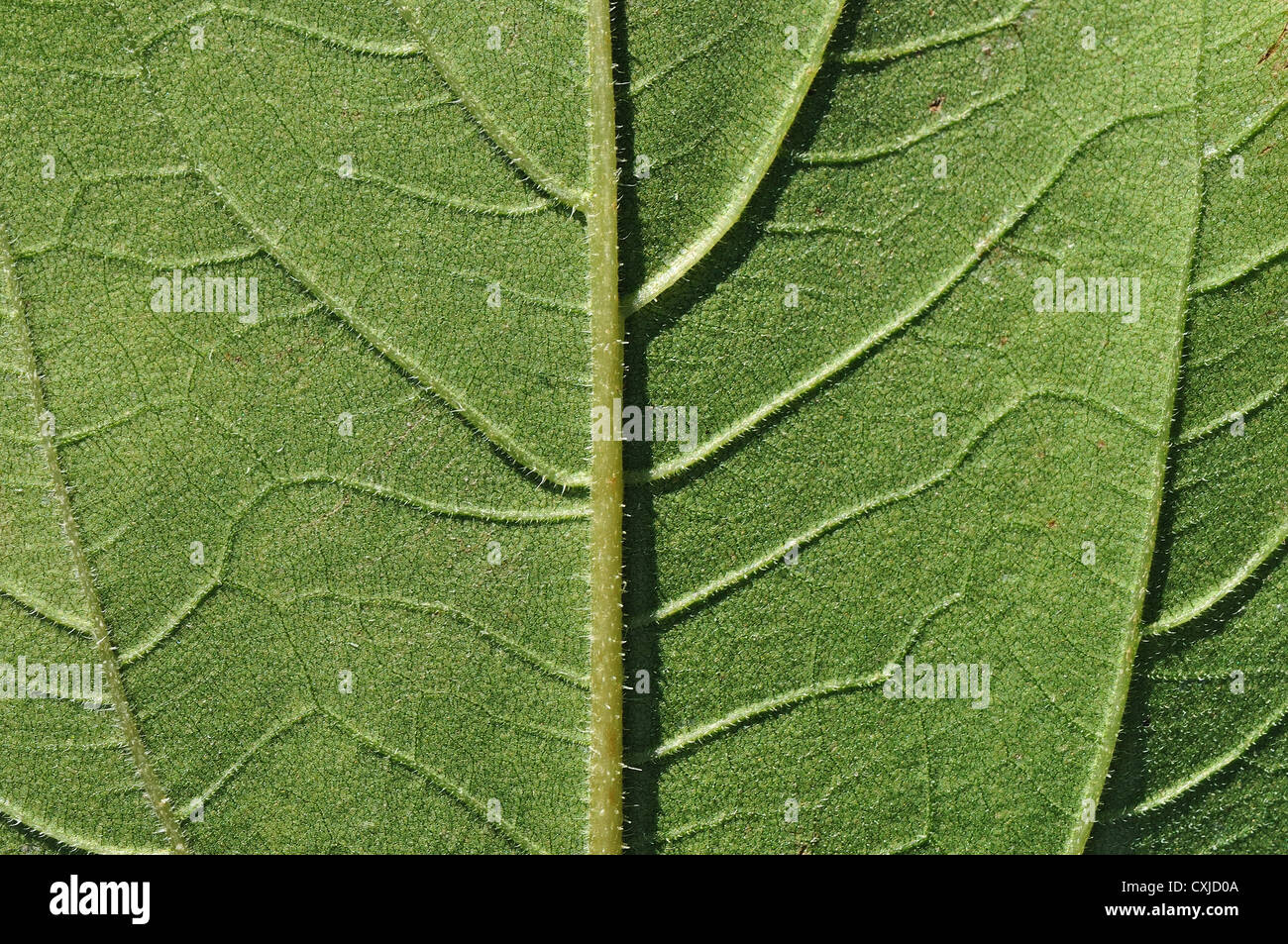 Leaf surface hi-res stock photography and images - Alamy