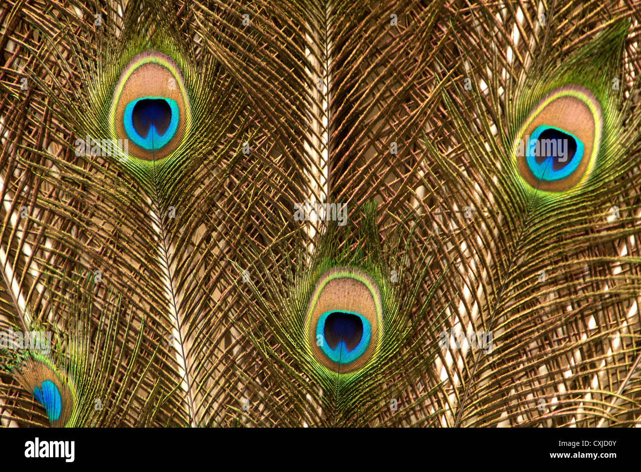 Peacock feathers hi-res stock photography and images - Alamy