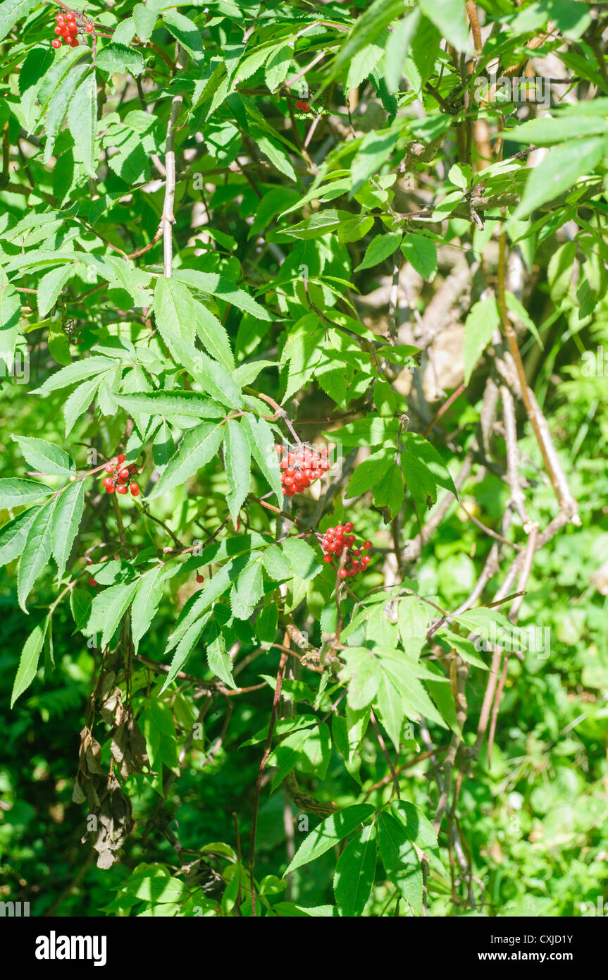 Red berry fruit on wild shrub, Photographed in Austria, Tyrol Stock ...