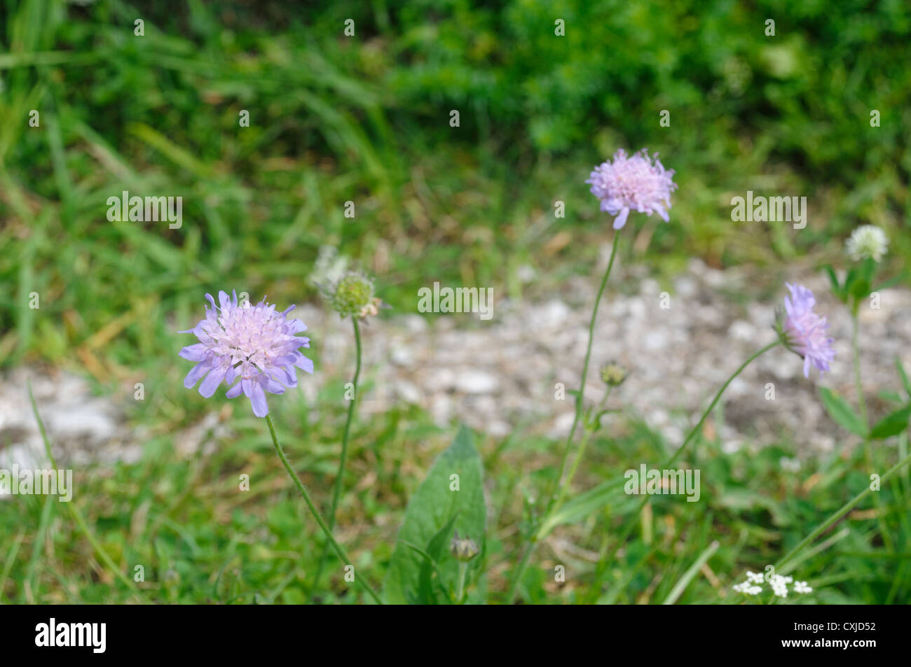 Alpine wildflower, Photographed in Austria, Tyrol Stock Photo - Alamy