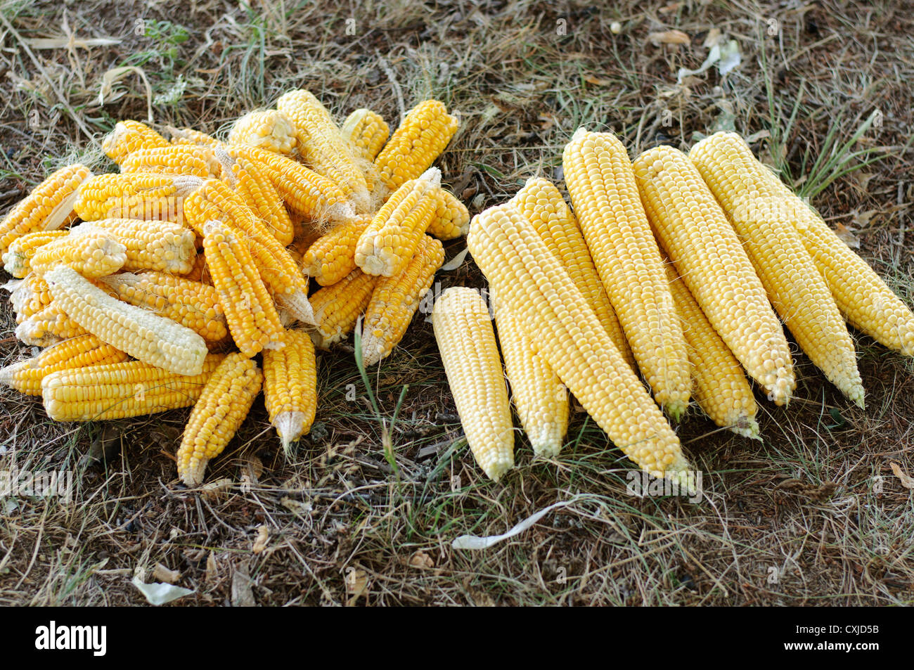 Types of corn hi-res stock photography and images - Alamy