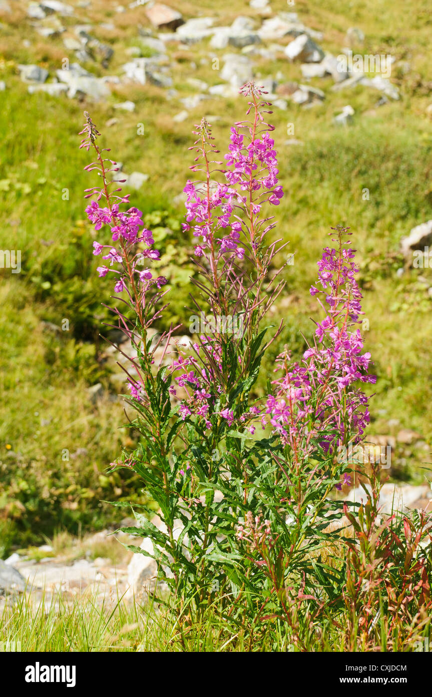 Alpine wildflower, Photographed in Austria, Tyrol Stock Photo - Alamy