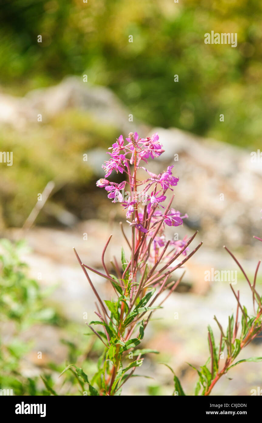 Alpine wildflower, Photographed in Austria, Tyrol Stock Photo - Alamy