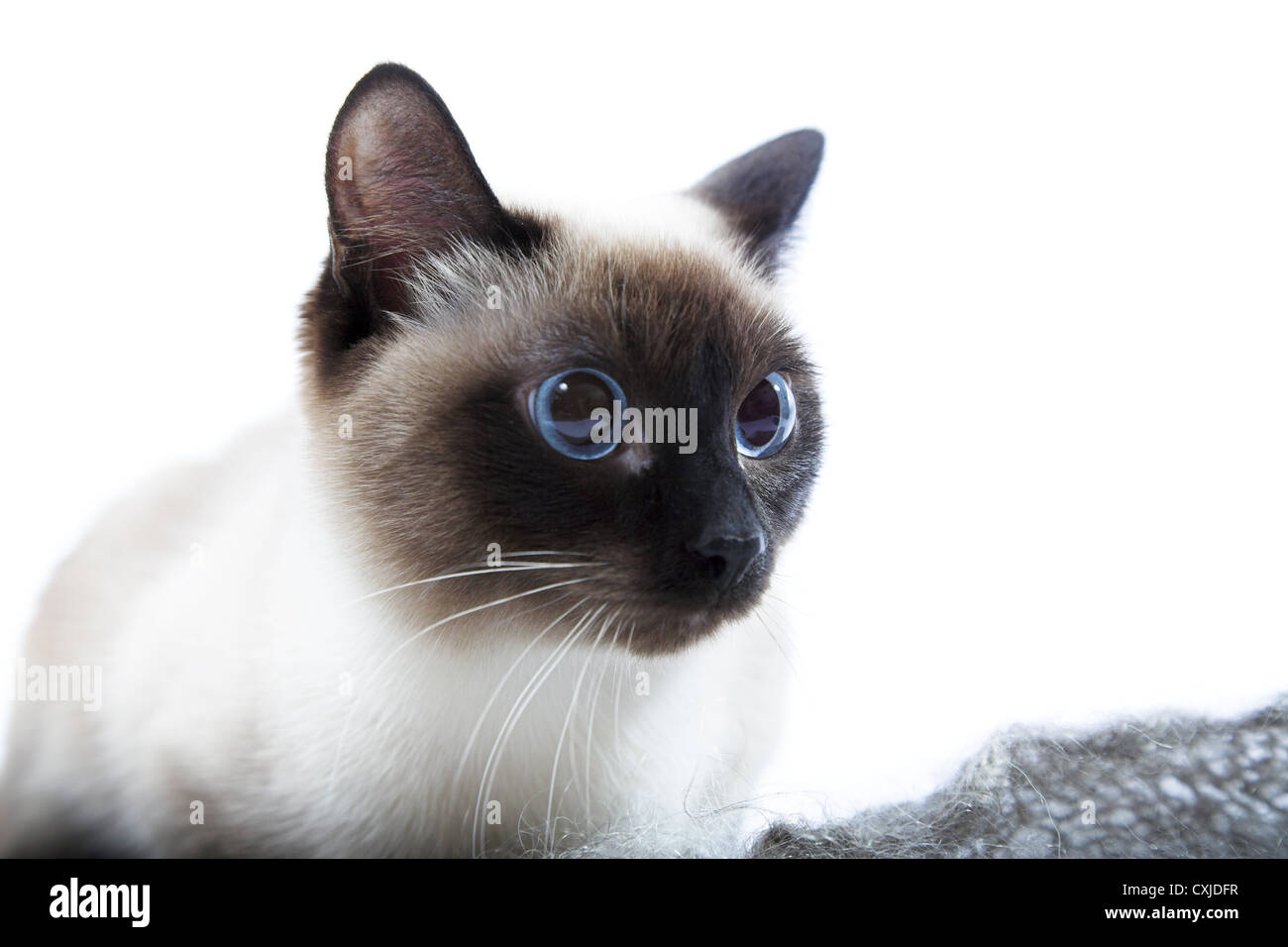 Isolated siamese young hi-res stock photography and images - Alamy