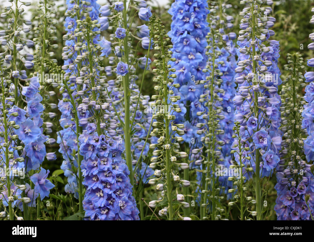 Delphiniums hi-res stock photography and images - Alamy