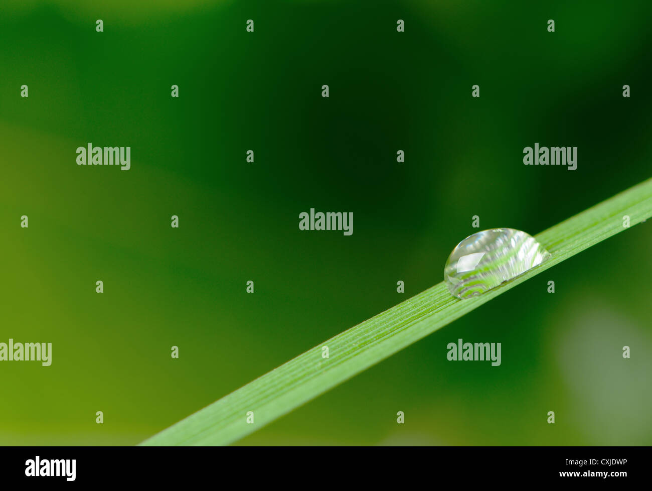 A drop of dew on a blade of grass. Selective focus, blurred background ...