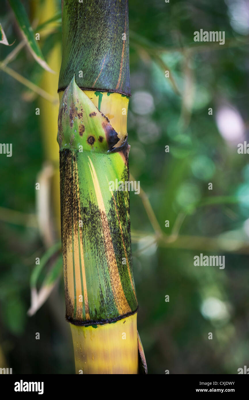 New shoot on a giant bamboo in the Indian countryside. Andhra Pradesh ...