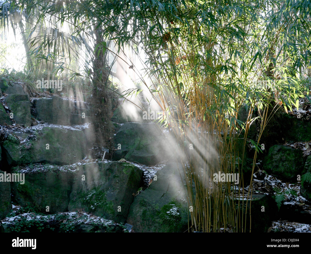 Temperate bamboo forest hi-res stock photography and images - Alamy