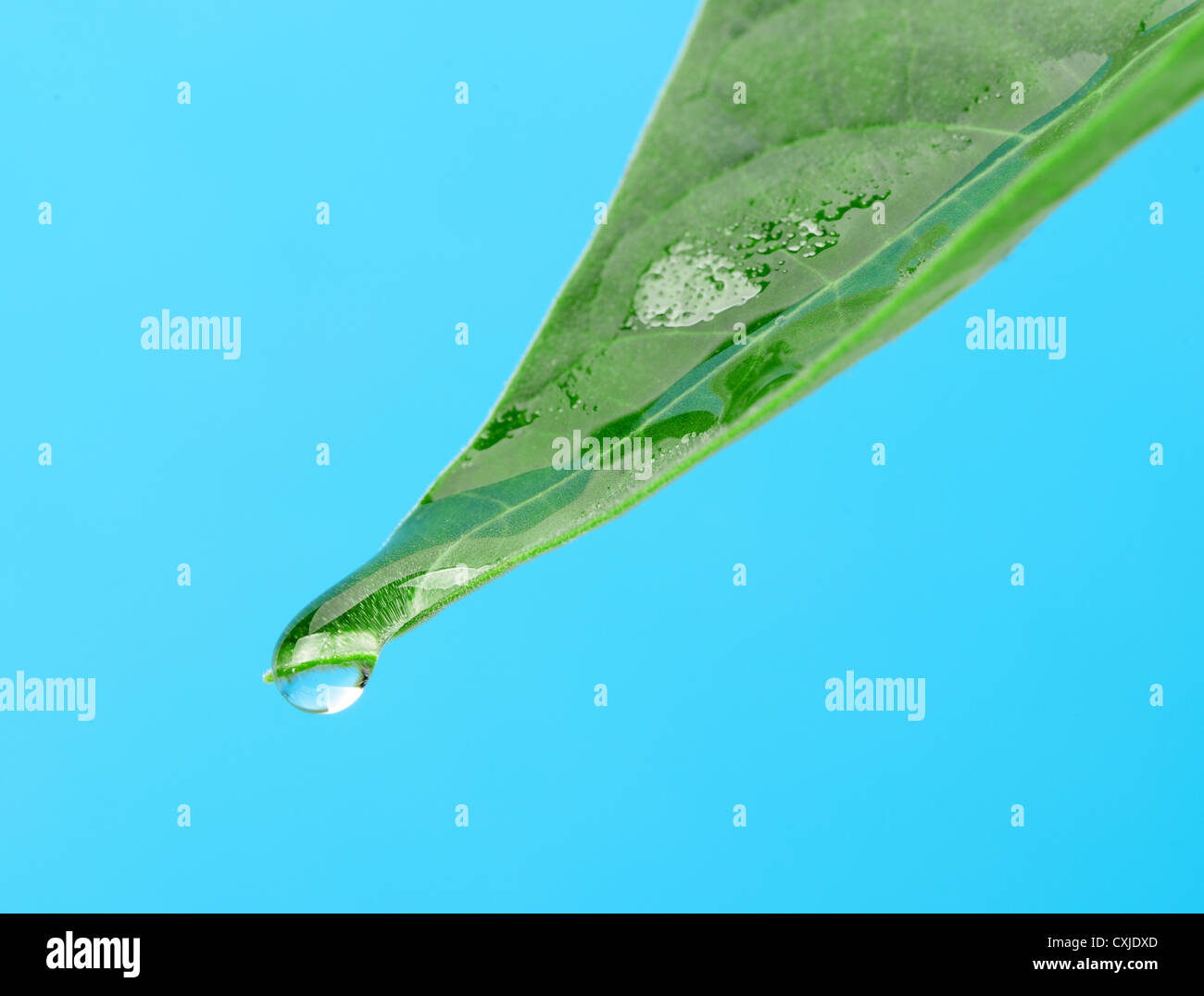 A drop of dew on a leaf. Selective focus, blue background Stock Photo ...