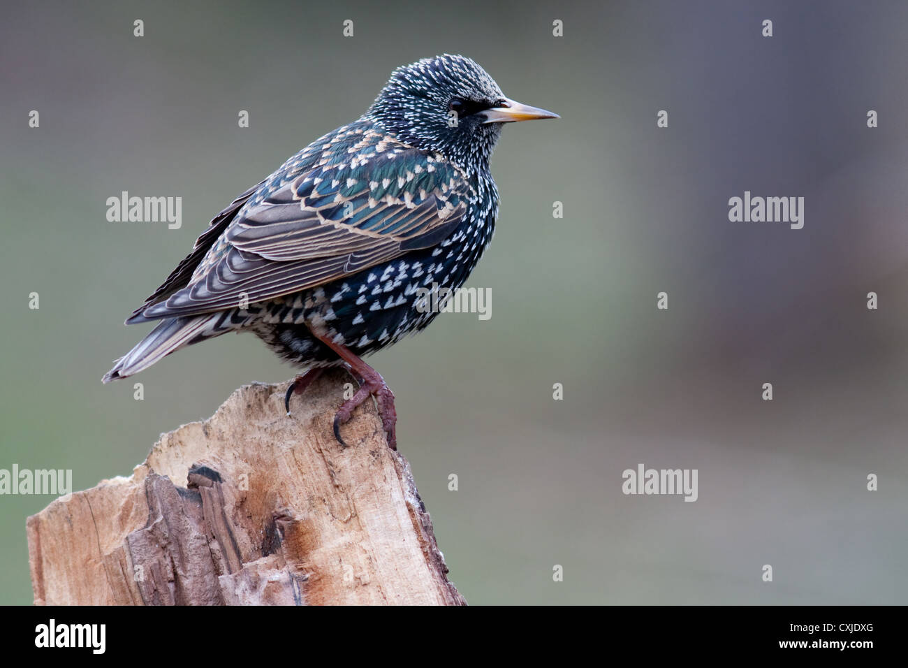 Starling High Resolution Stock Photography and Images - Alamy