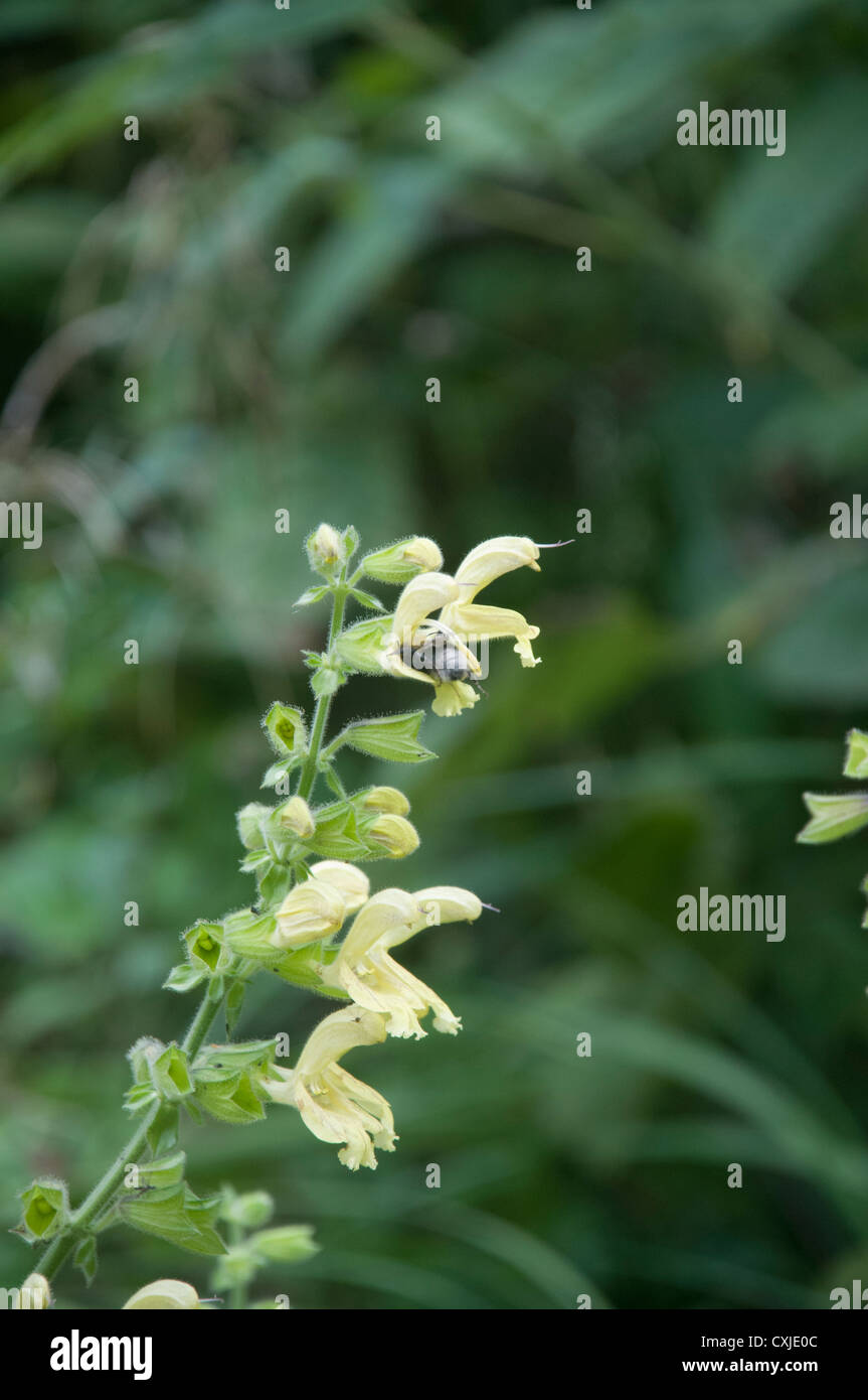 Alpine wildflower, Snapdragon (Antirrhinum majus). Photographed in ...