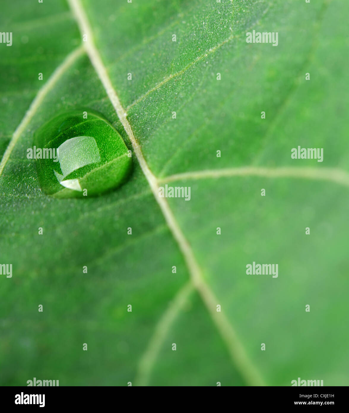 A drop of dew on a leaf. Selective focus, photo closeup Stock Photo - Alamy