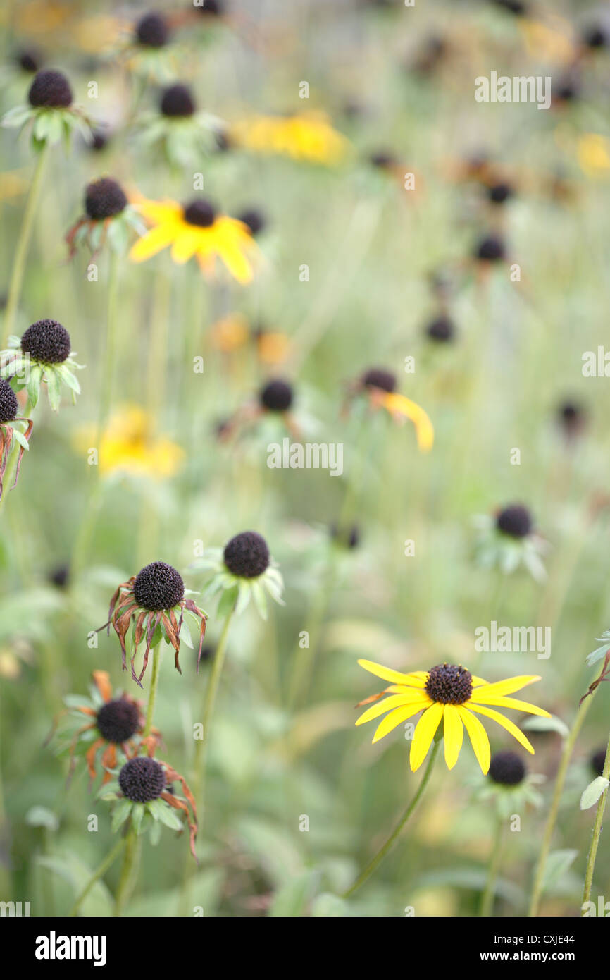 Rudbeckia seed head garden hi-res stock photography and images - Alamy