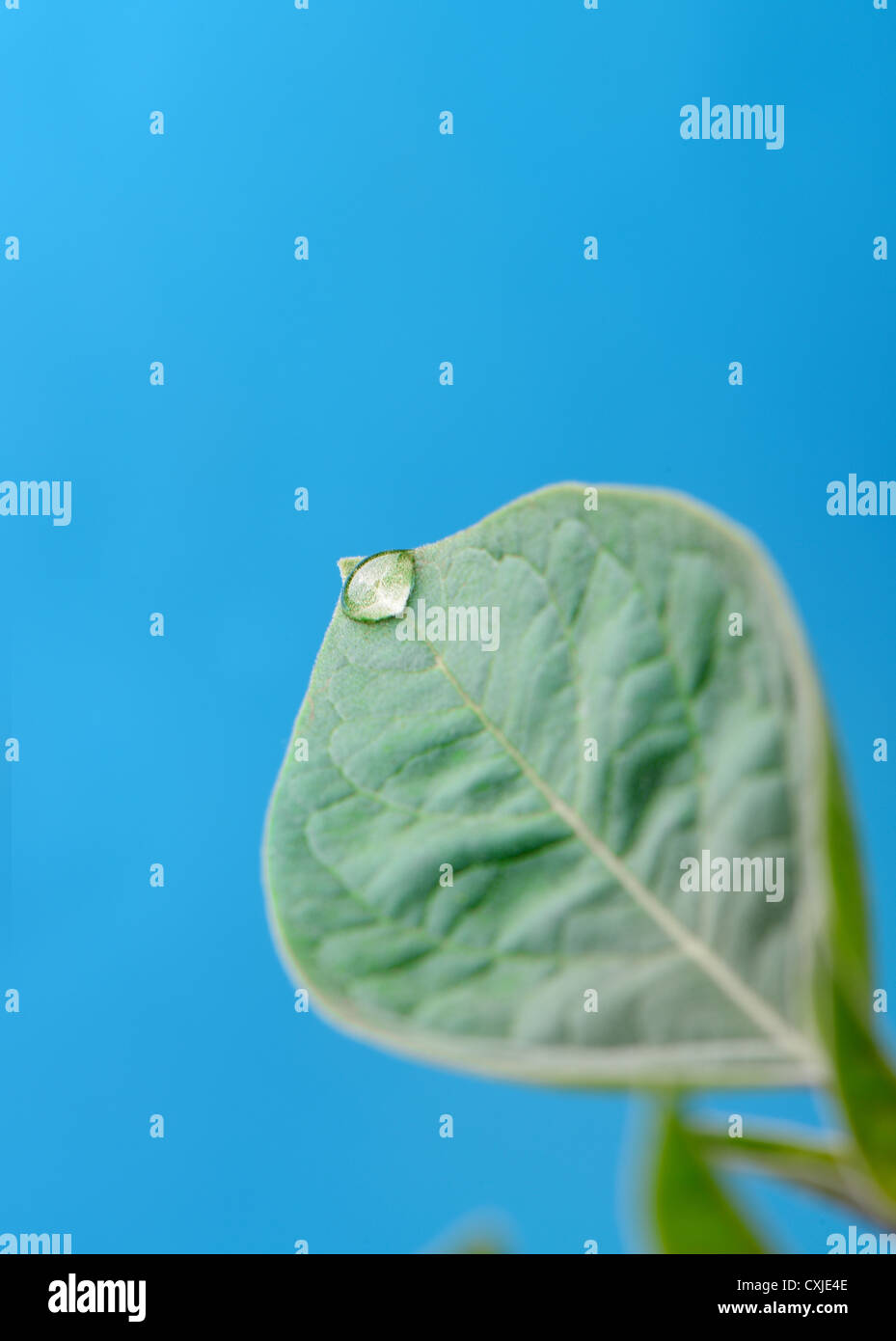 A drop of dew on a leaf. Selective focus, blue background Stock Photo ...