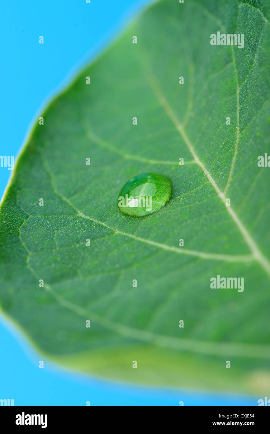 A drop of dew on a leaf. Selective focus, blue background Stock Photo ...