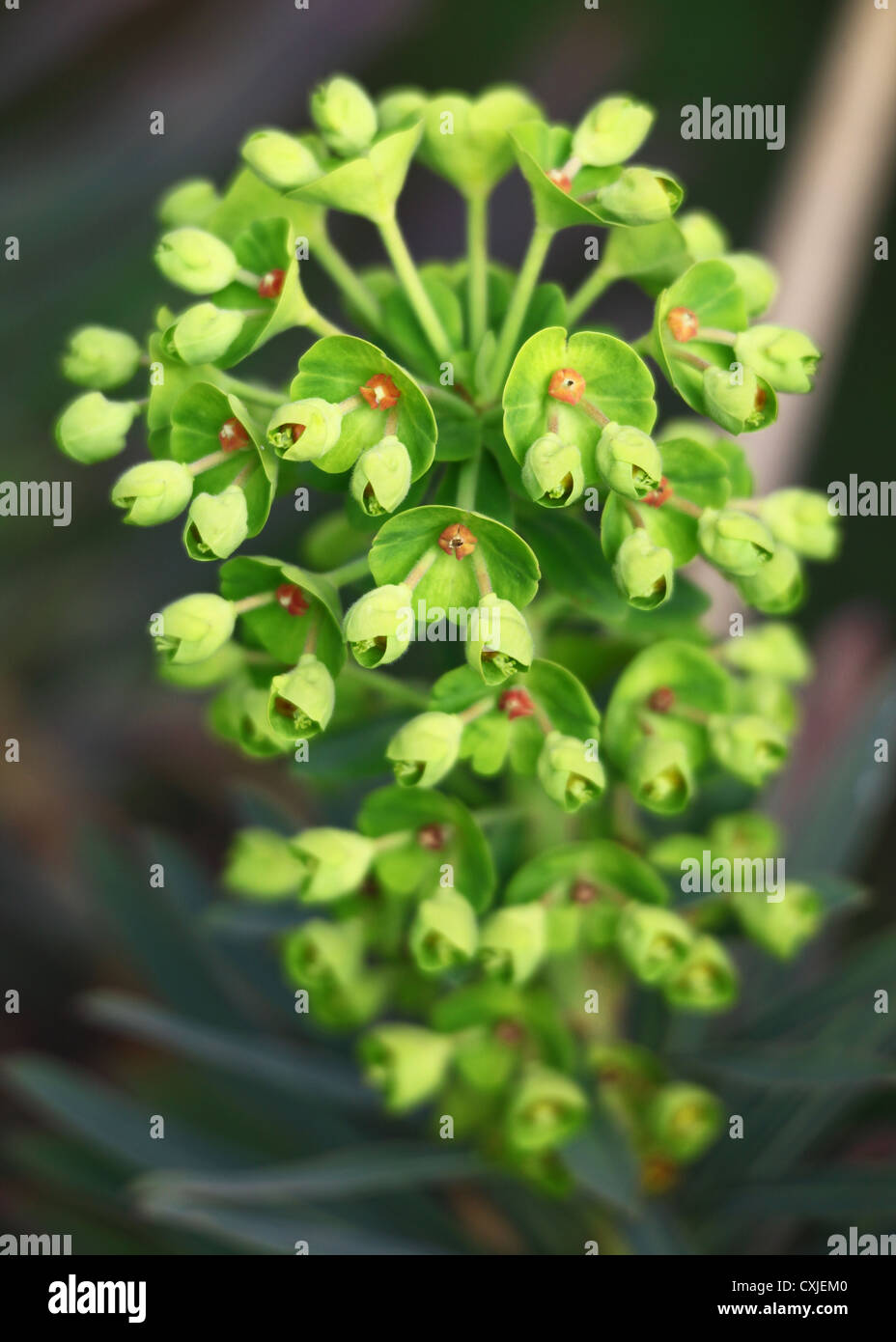 Spurge plant hi-res stock photography and images - Alamy