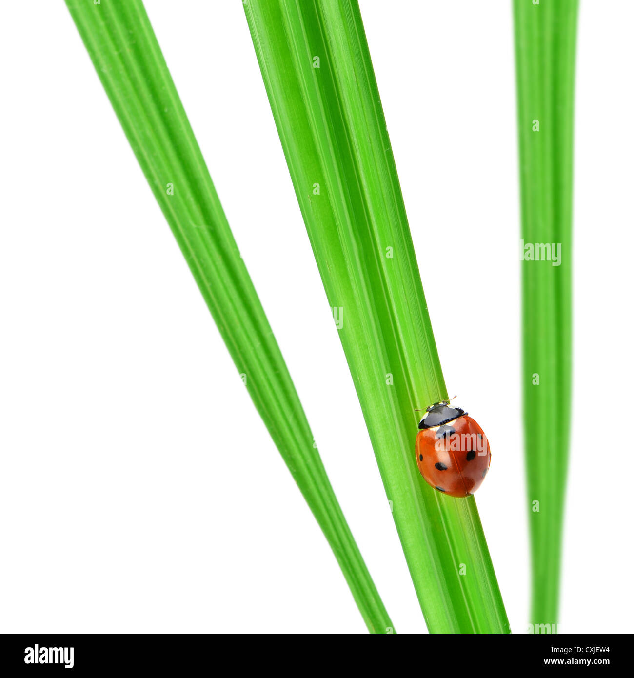 Ladybug on a green blade of grass. Isolated on white background Stock ...