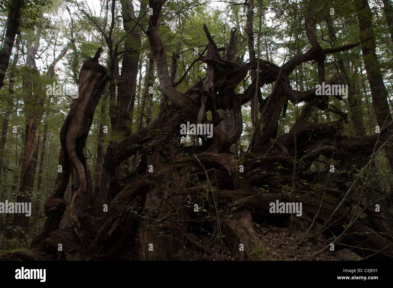 Old grown beech forest surround hi-res stock photography and images - Alamy