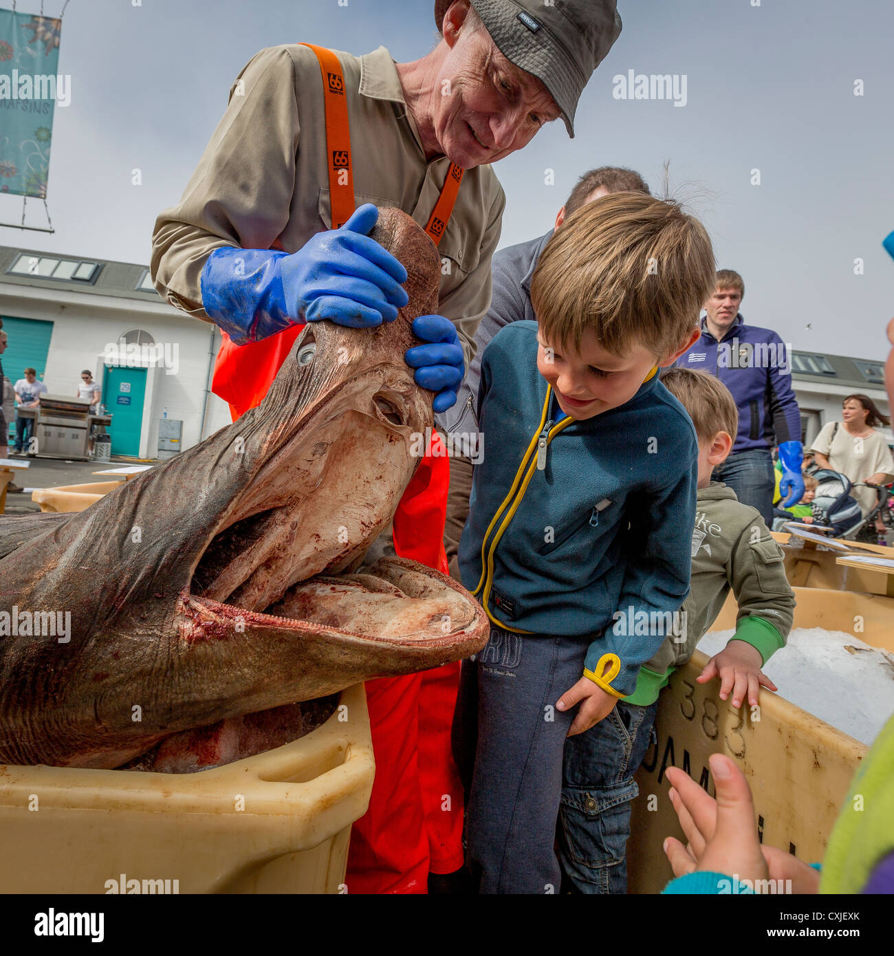 Somniosus microcephalus teeth hi-res stock photography and images - Alamy