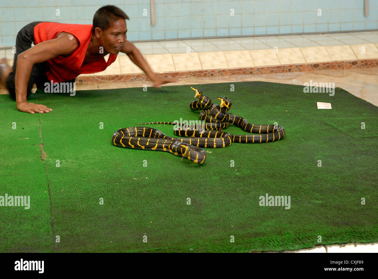 Snake farm hi-res stock photography and images - Alamy