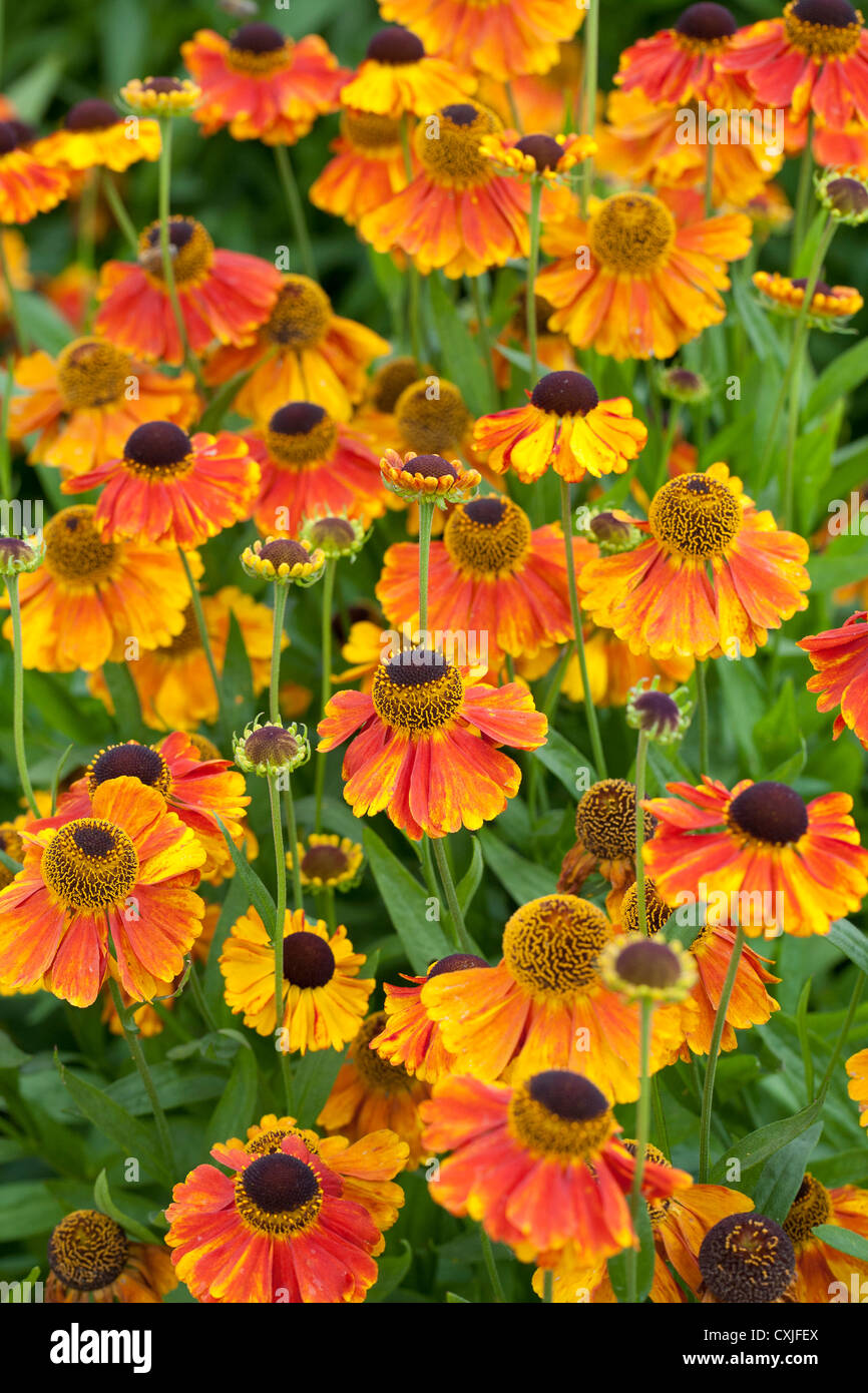 Helenium ‘sahin’s Early Flowerer’ High Resolution Stock Photography and ...