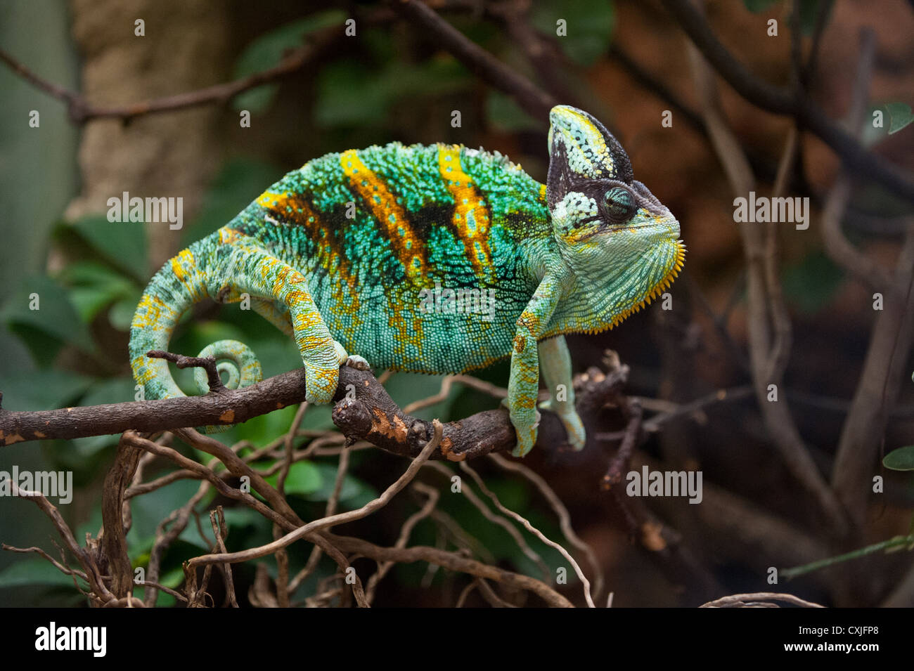 Bright coloured animal hi-res stock photography and images - Alamy