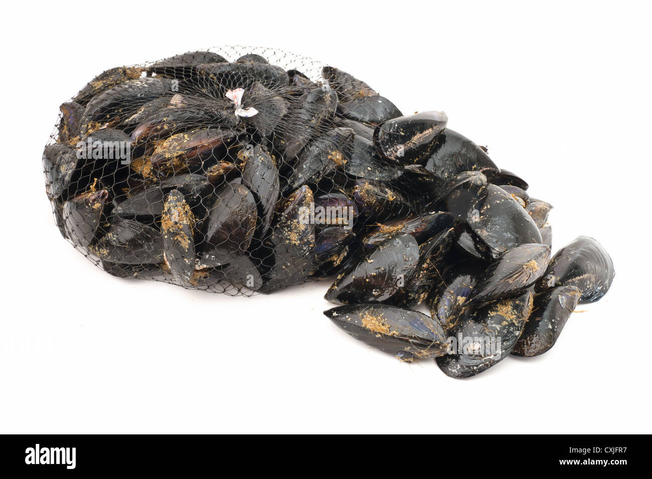 Mussel white background hi-res stock photography and images - Alamy