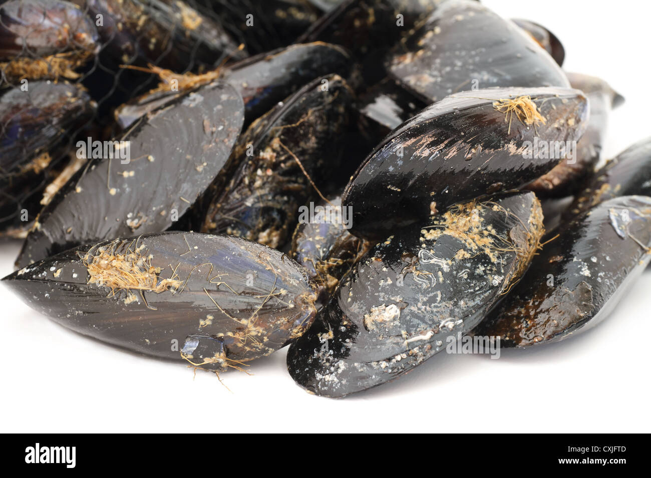 detail of fresh mussels over white background Stock Photo - Alamy