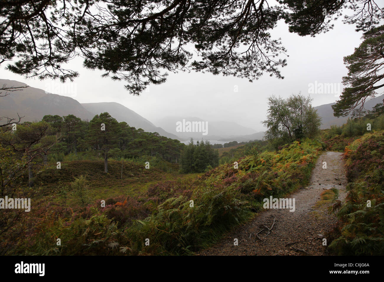 Caledonian forest scotland rain hi-res stock photography and images - Alamy