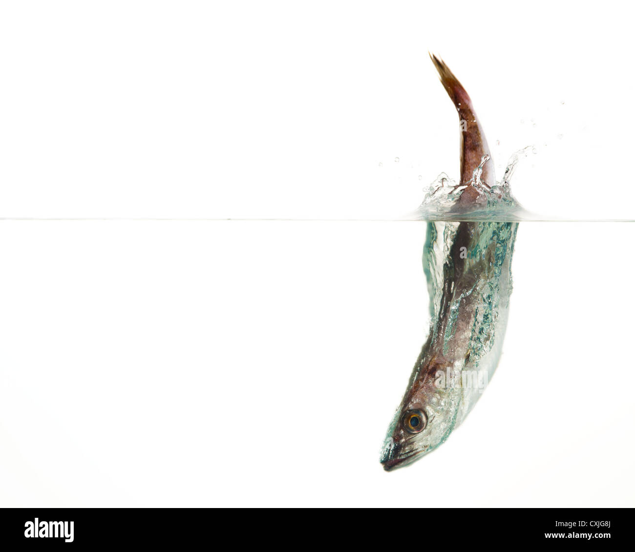 Sea Food Splash Stock Photo - Alamy