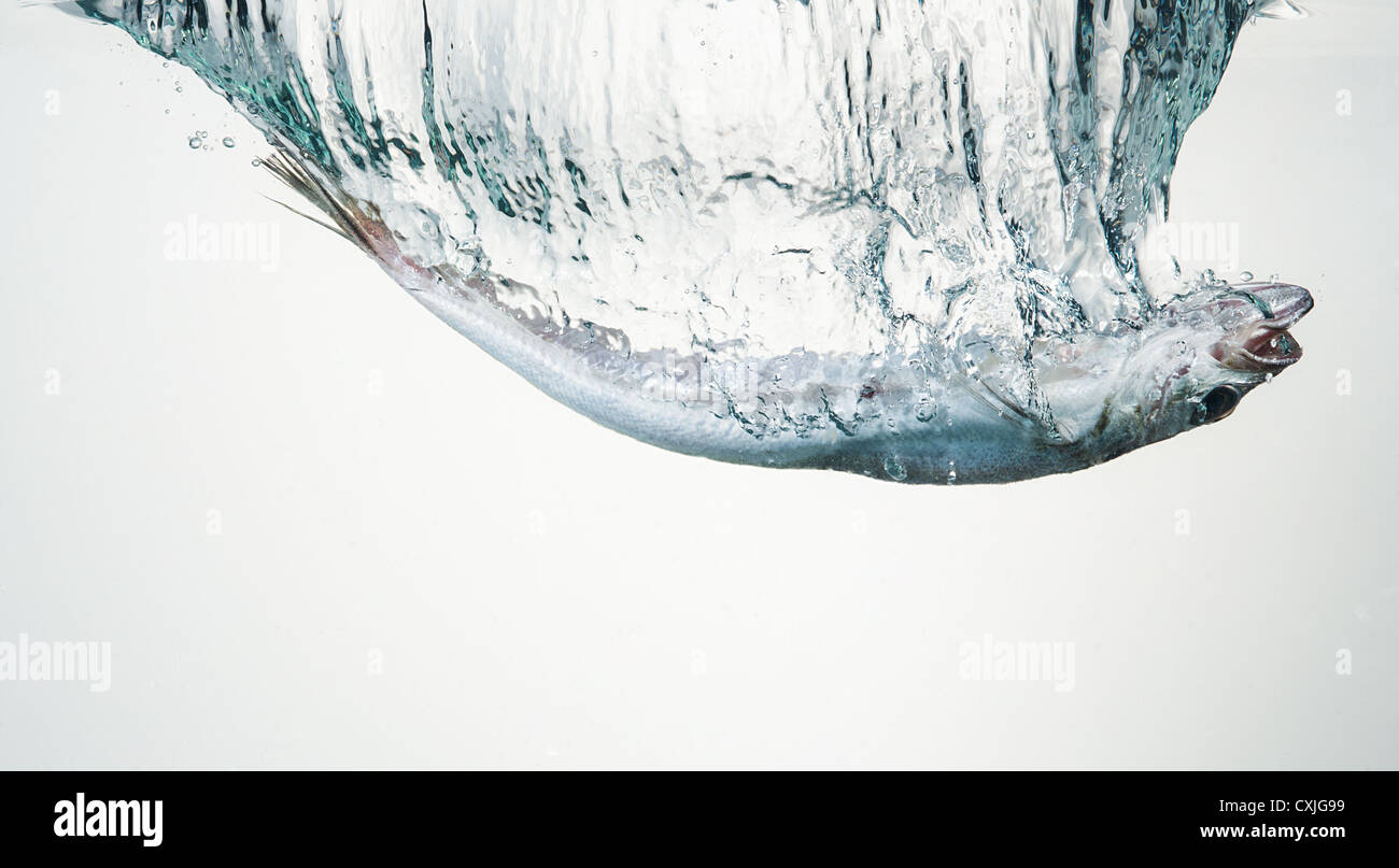 Sea Food Splash Stock Photo - Alamy