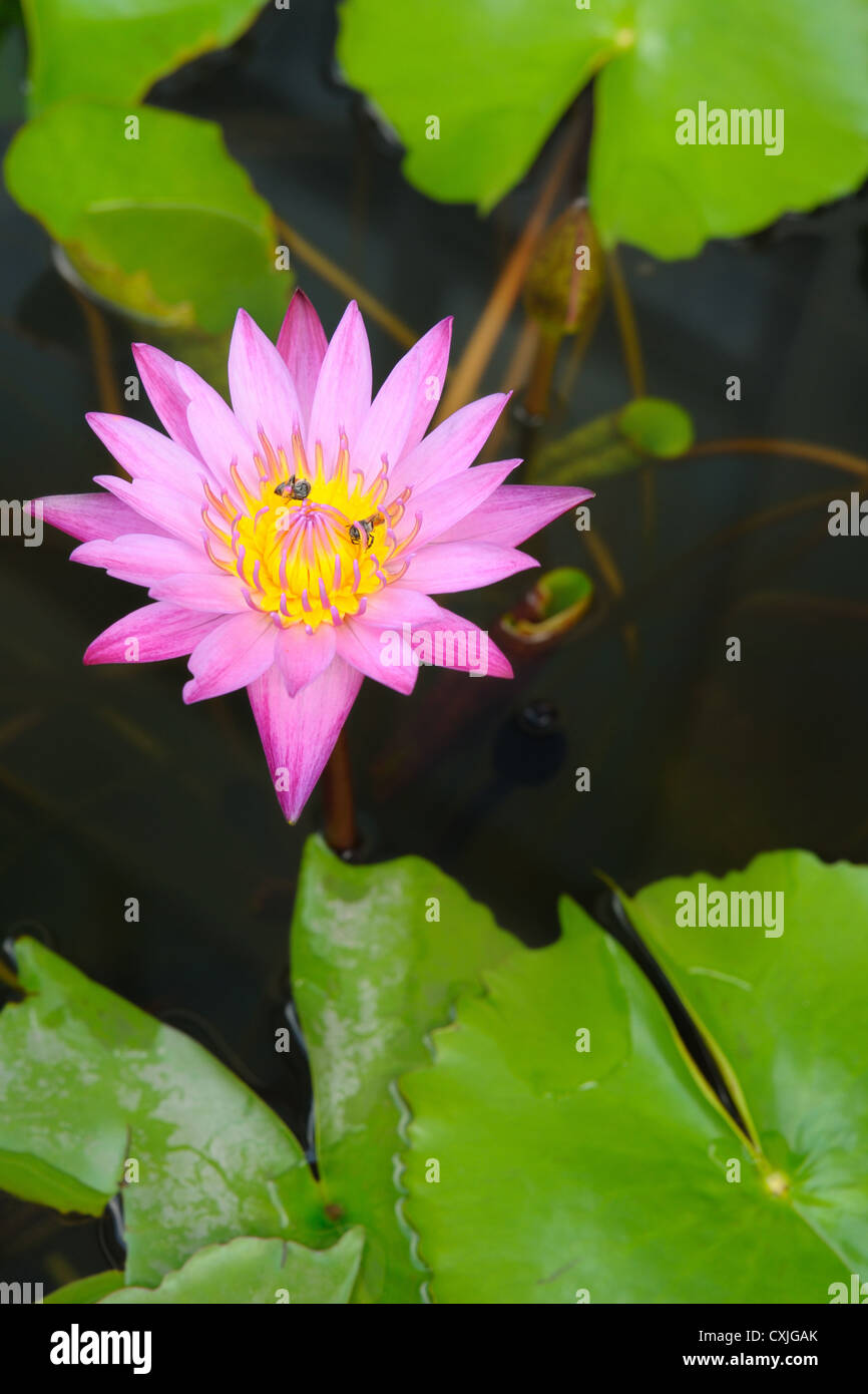 Purple tropical lotus waterlily bloom Stock Photo - Alamy