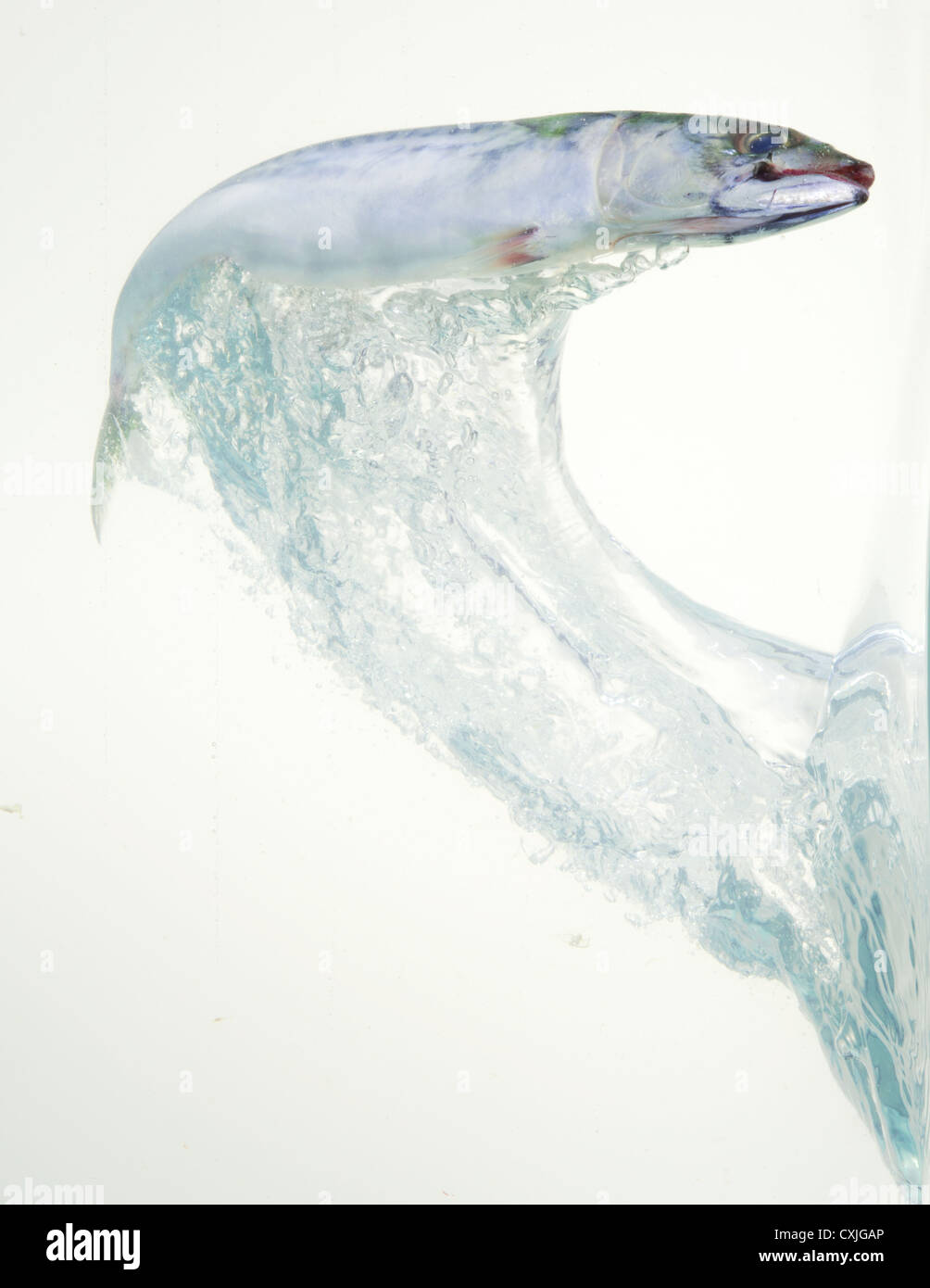 Ocean fish splash hi-res stock photography and images - Alamy