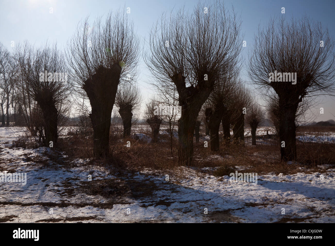 Willow trees in Kampinos near Warsaw, Poland, Masovia, Europe, Eu ...