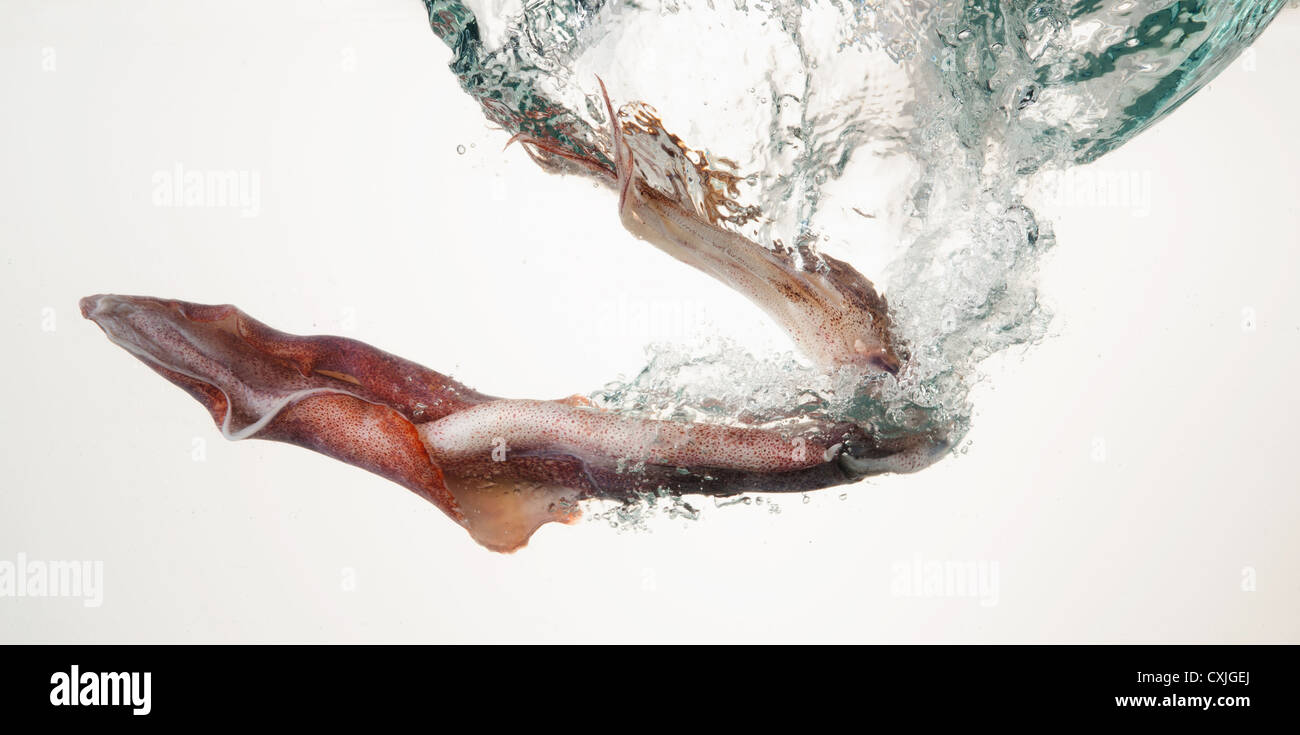 Ocean fish splash hi-res stock photography and images - Alamy