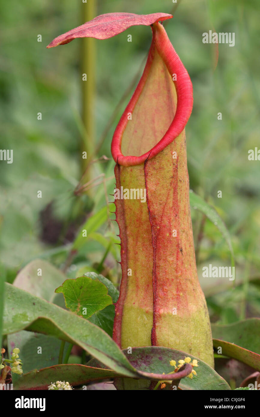 The Nepenthes, popularly known as tropical pitcher plants or monkey ...