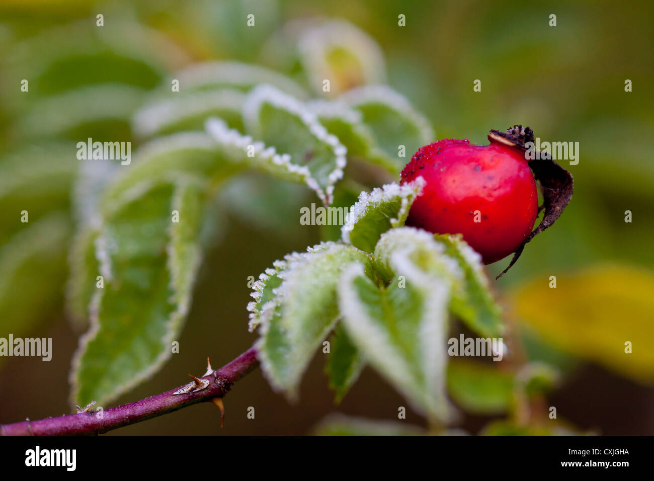 Fruit of wild rose in Kampinos, Kampinoski National Park near Warsaw ...
