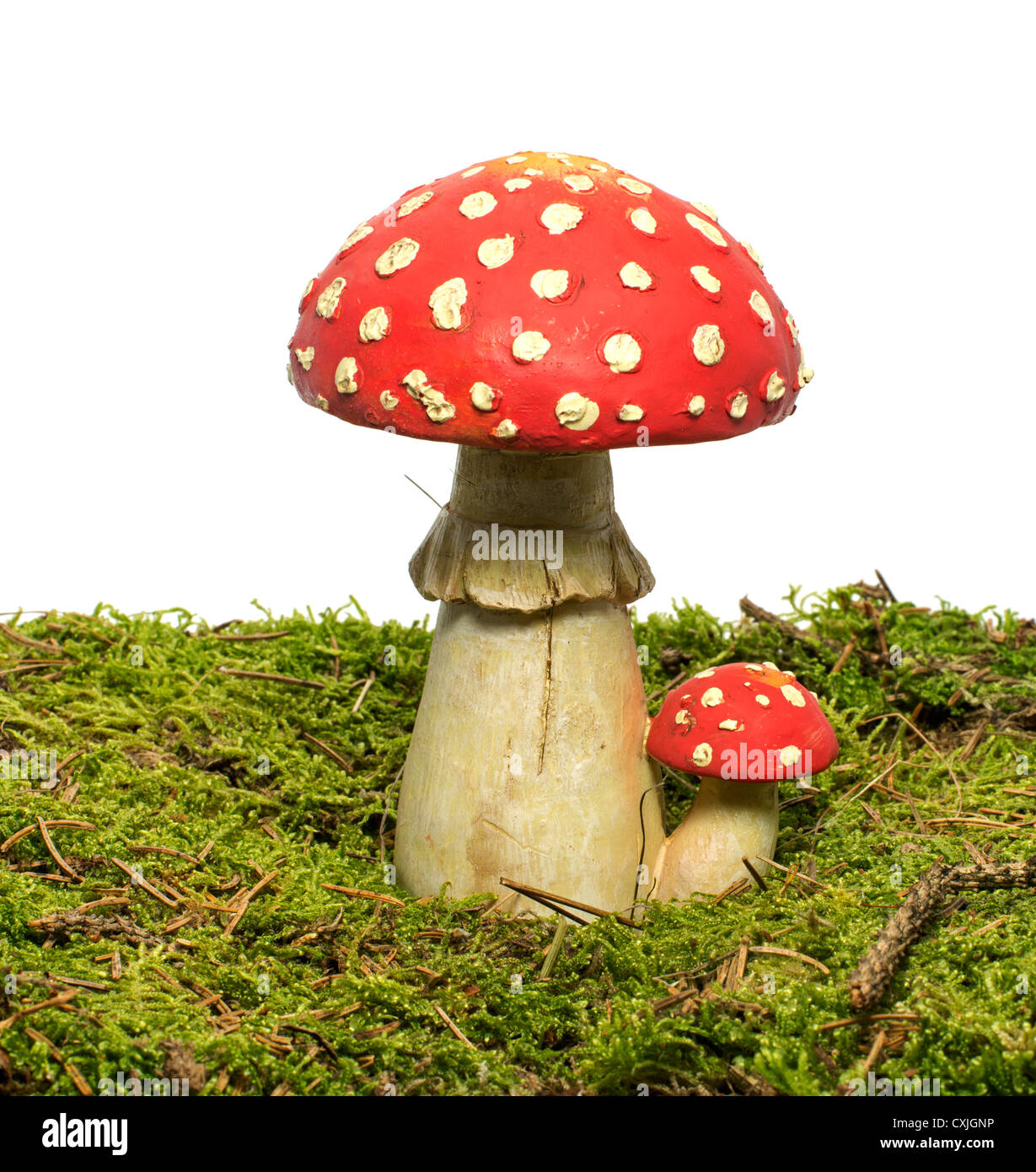 Toad on mushroom hi-res stock photography and images - Alamy