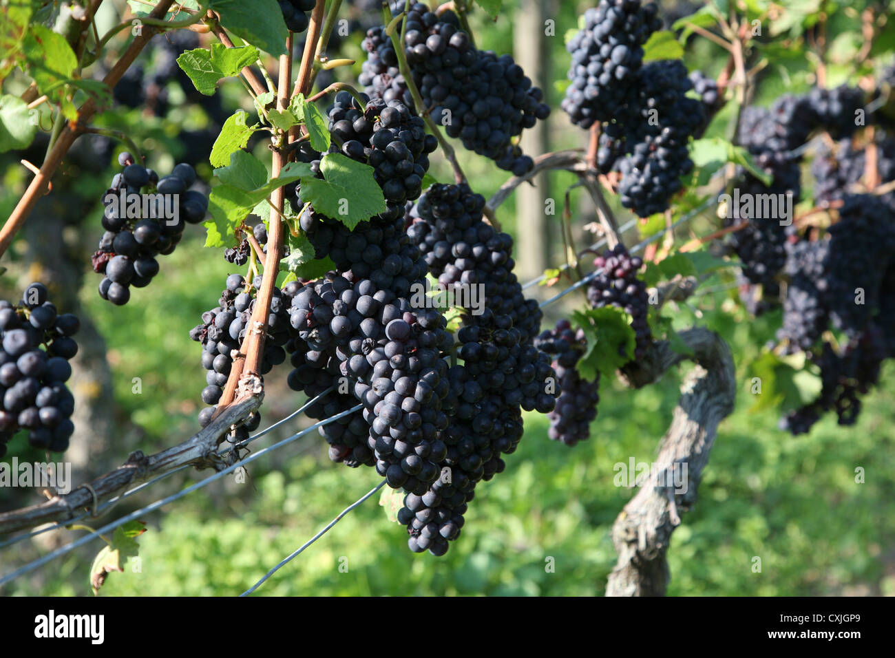 Wein Trauben High Resolution Stock Photography and Images - Alamy